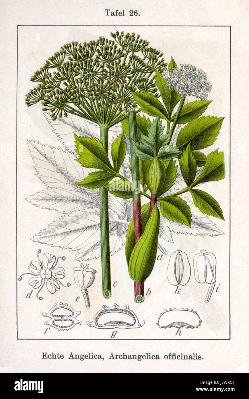 Angelica archangelica, commonly known as angelica, is a medicinal plant ...
