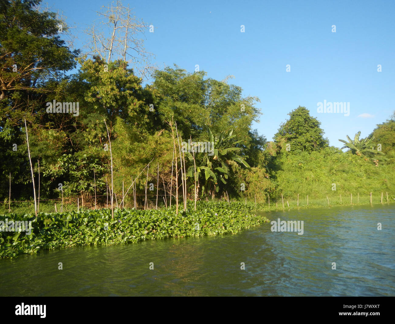 09963 Pulilan Plaridel Trees Riverbanks Riprap construction Bulacan 02 ...
