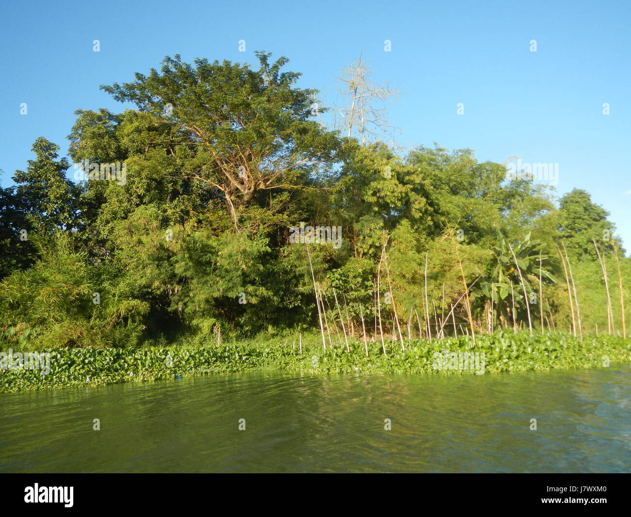 09963 Pulilan Plaridel Trees Riverbanks Riprap construction Bulacan 04 ...