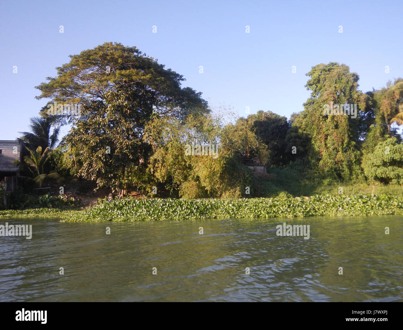 09963 Pulilan Plaridel Trees Riverbanks Riprap construction Bulacan 25 ...
