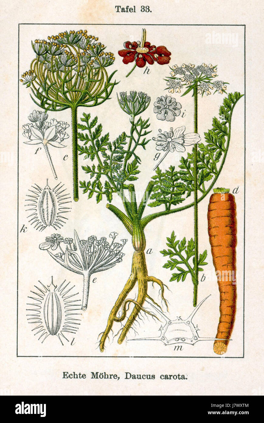 This botanical illustration shows Daucus carota, commonly known as wild ...