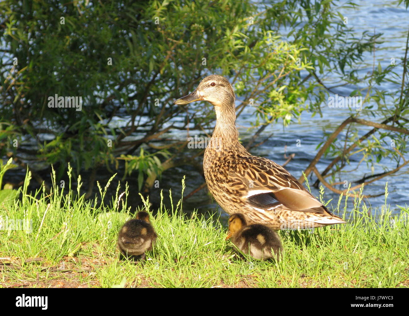 Entenmutter hi-res stock photography and images - Alamy