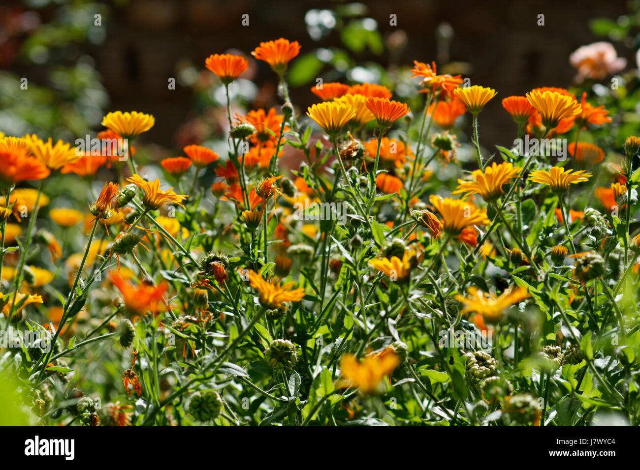 park flower flowers plant summer summerly blossoms flower meadow bleed ...