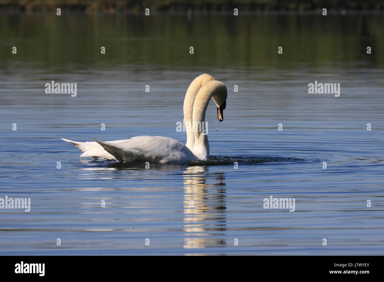 close animal bird wild elegance swans swan birds distance small tiny ...