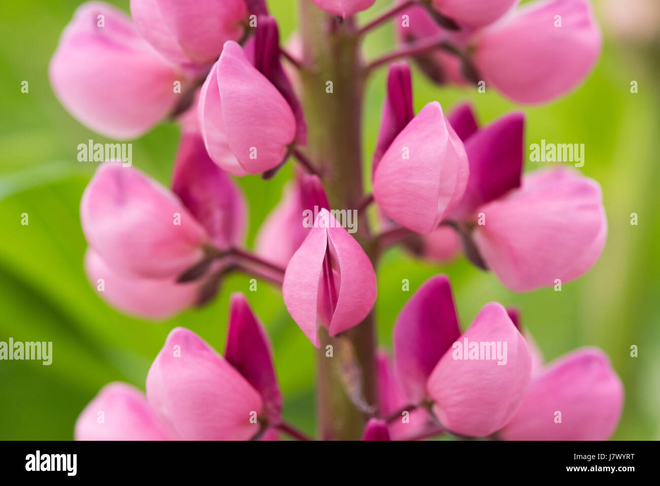 Lupinus. Pink Lupin flower Stock Photo - Alamy