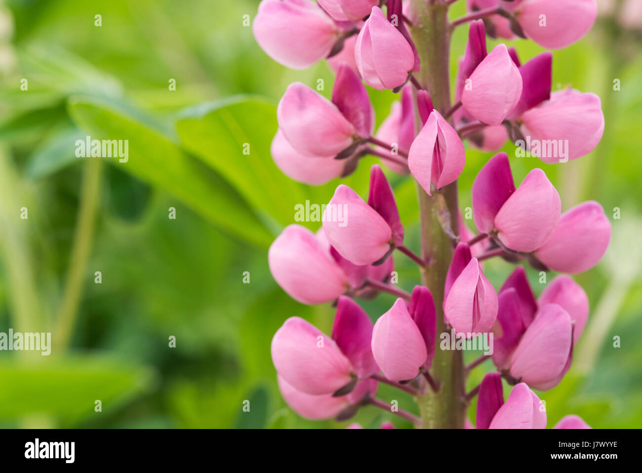 Lupinus. Pink Lupin flower Stock Photo - Alamy