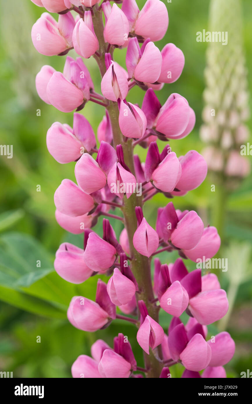 Lupinus. Pink Lupin flower Stock Photo - Alamy