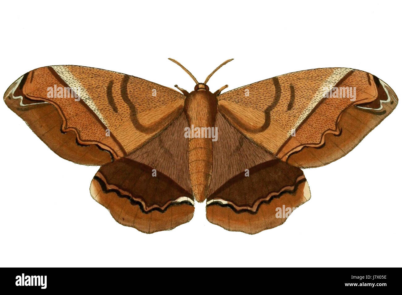 Armida hi-res stock photography and images - Alamy