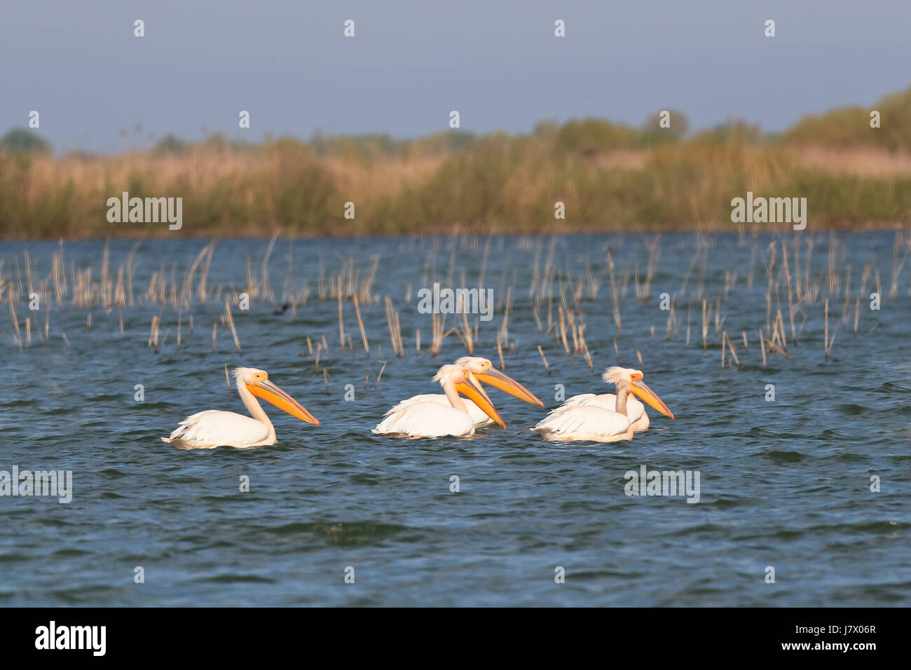 bird wild beak danube fishing pelican reservation fresh water lake ...