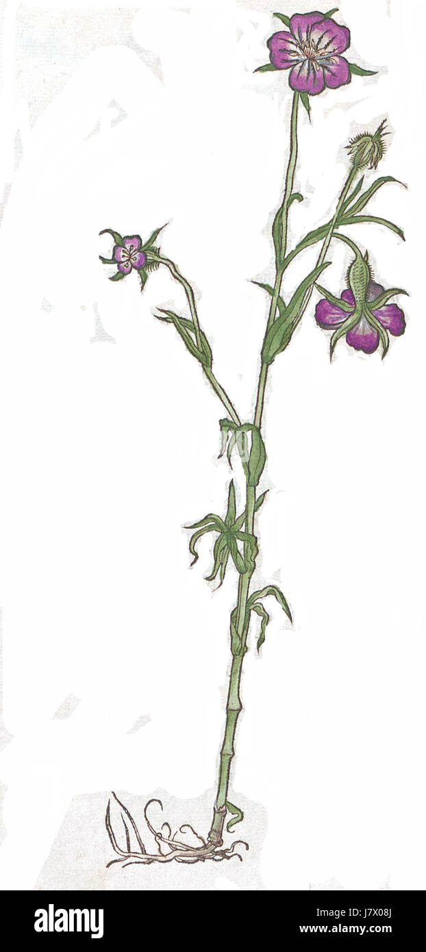 Genus agrostemma hi-res stock photography and images - Alamy