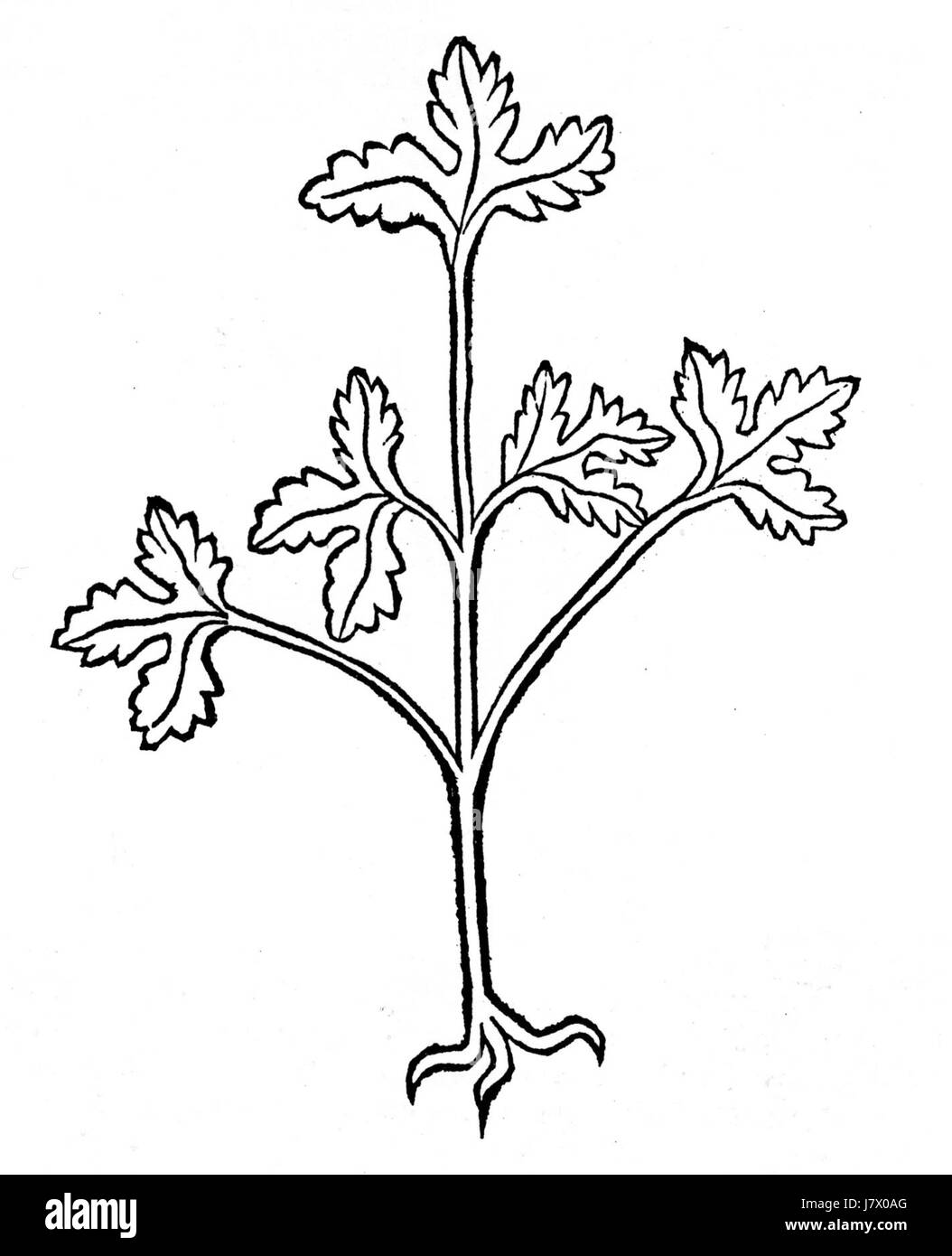 Apium species hi-res stock photography and images - Alamy