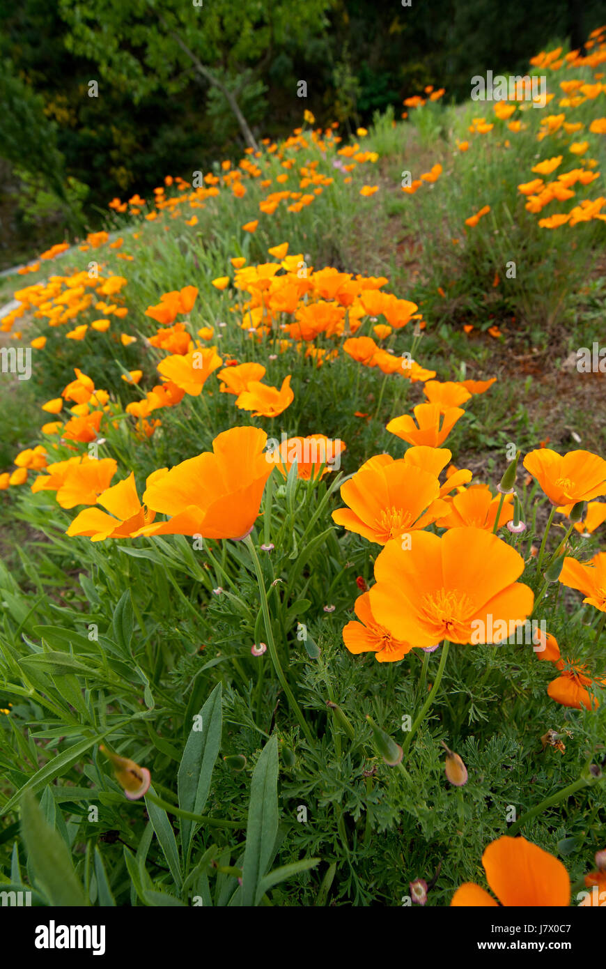 blue colour closeup horizon flower plant agriculture farming field ...