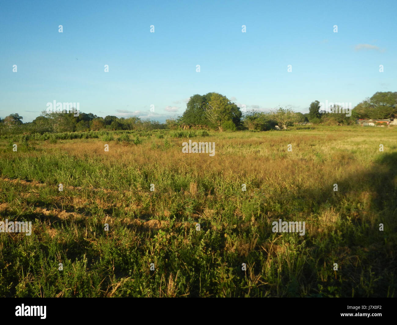 This photograph captures the vast paddy fields and grasslands of ...