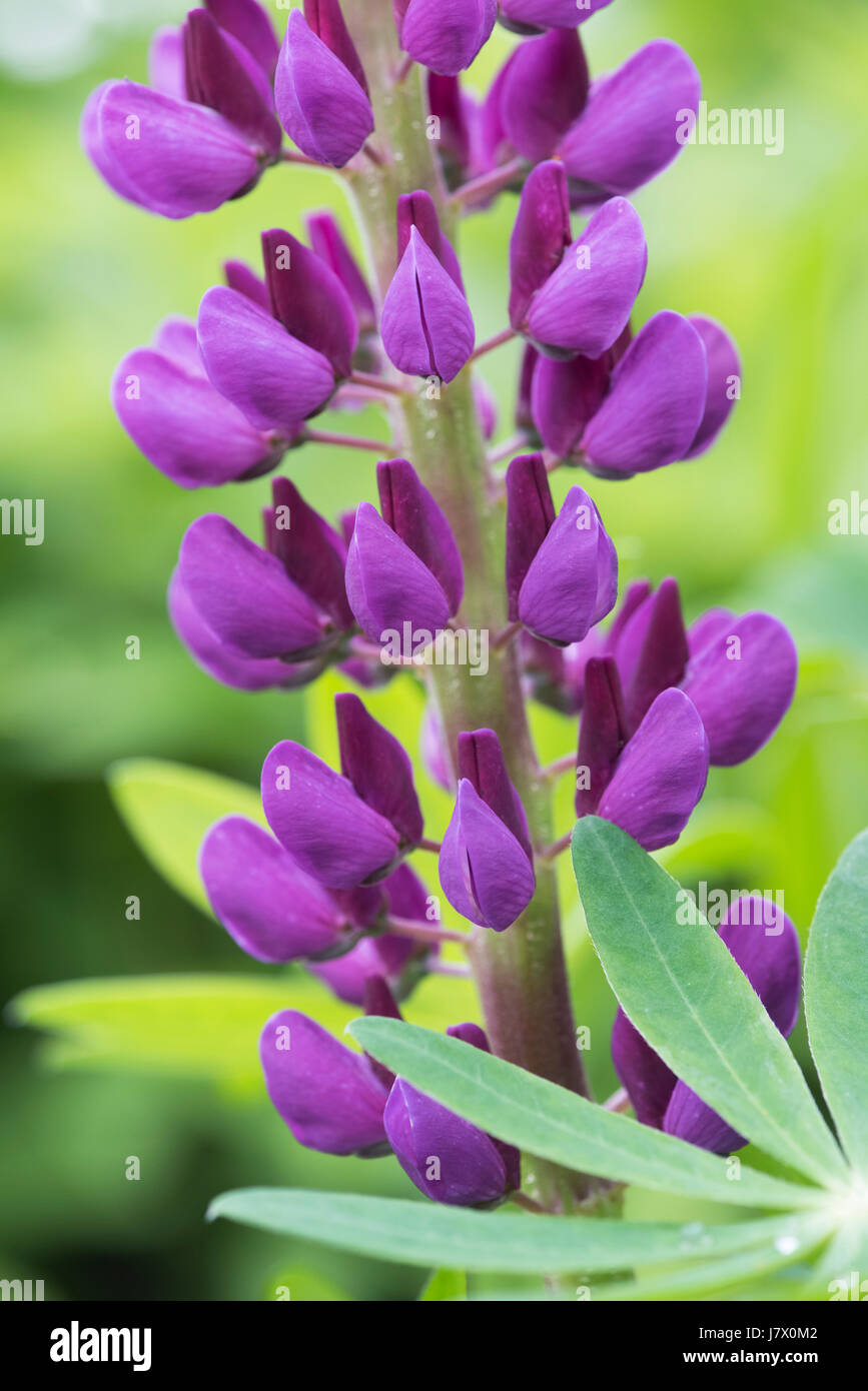 Lupinus. Purple Lupin flower Stock Photo - Alamy