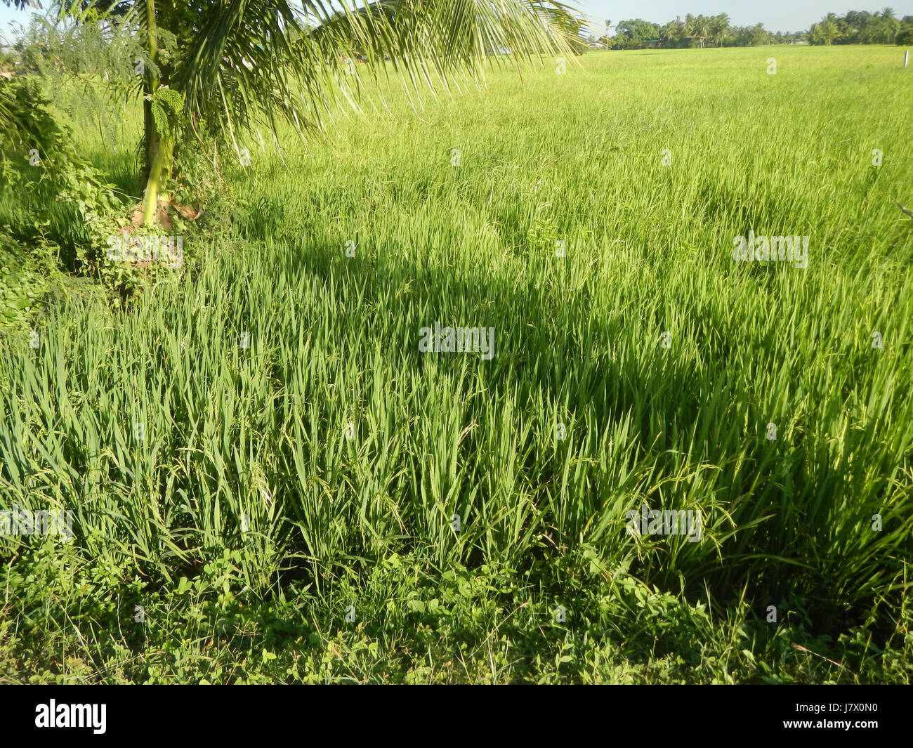 This image or reference to the Pritil paddy fields in Guiguinto ...