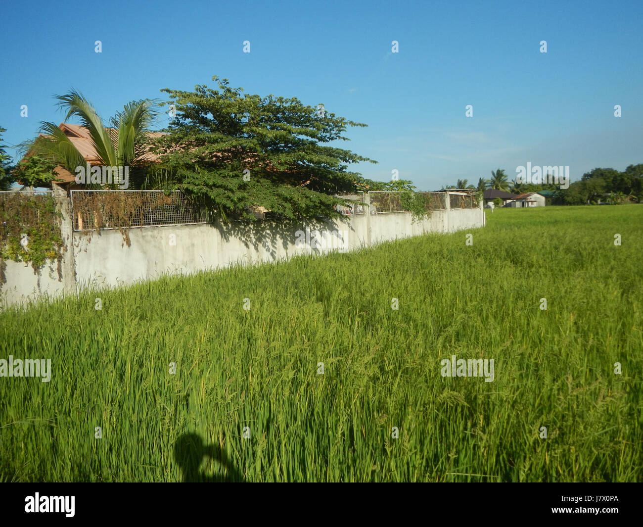 The Pritil paddy fields in Guiguinto, Bagong Silang, Plaridel, Bulacan ...