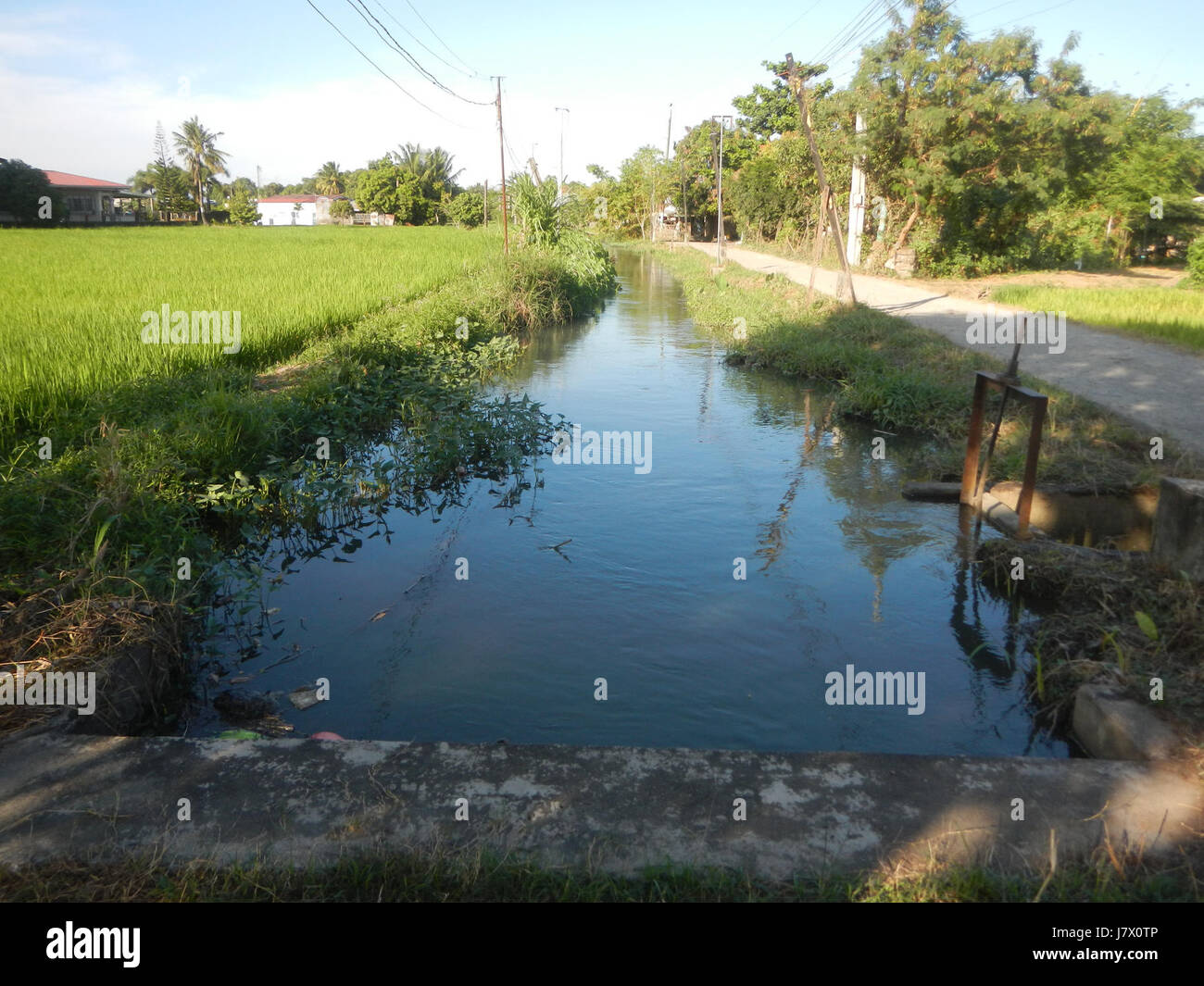 The paddy fields in Bagong Silang, Plaridel, Bulacan are a key ...