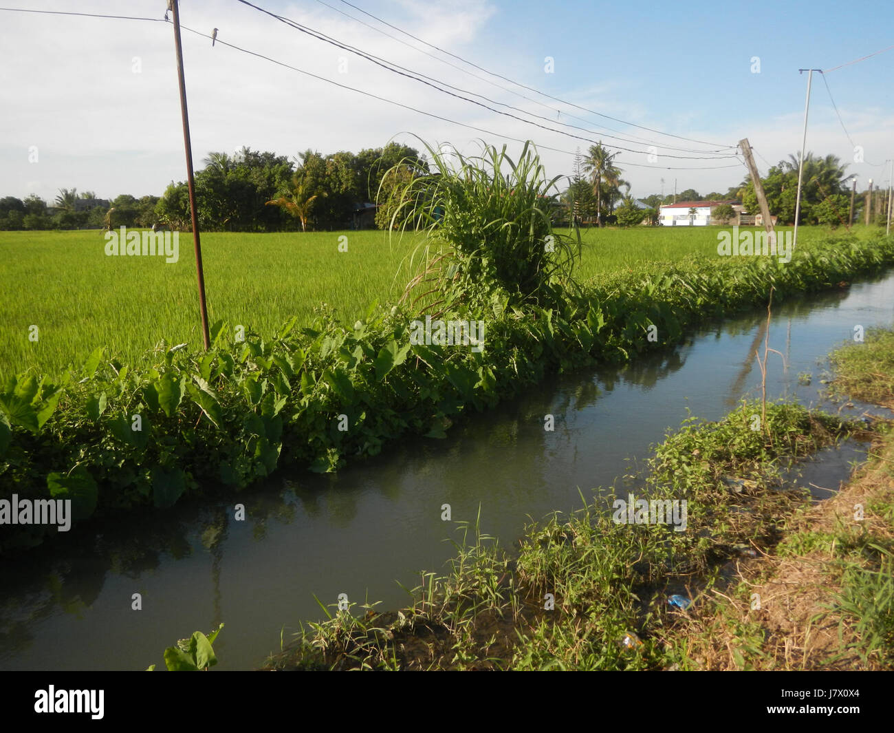 This image shows the paddy fields of Bagong Silang in Plaridel, Bulacan ...