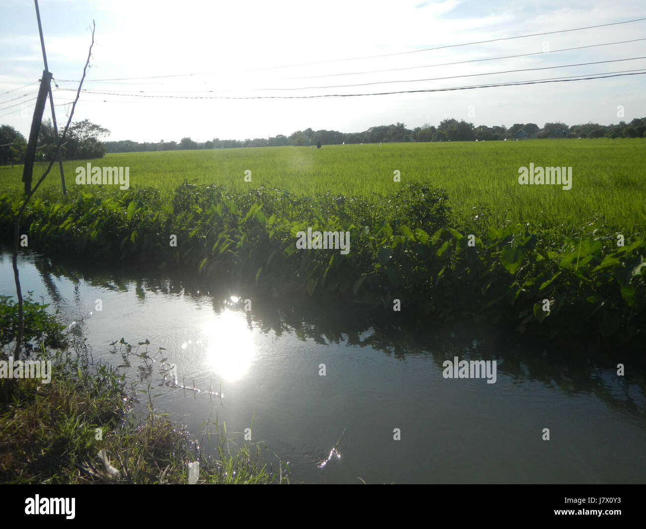 09969 Paddy fields Bagong Silang Plaridel Bulacan Farm Market Road 08 ...