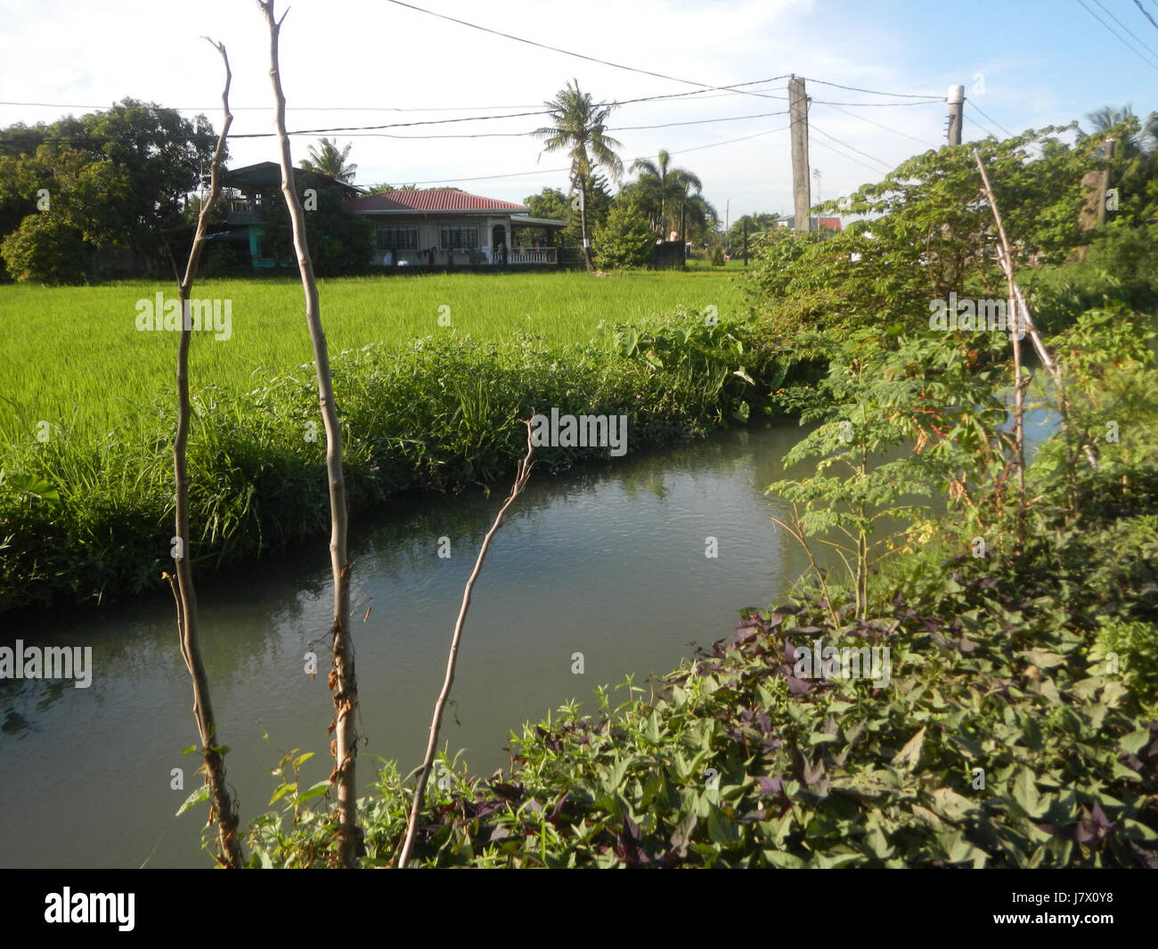 Photograph of paddy fields along Farm Market Road in Bagong Silang ...
