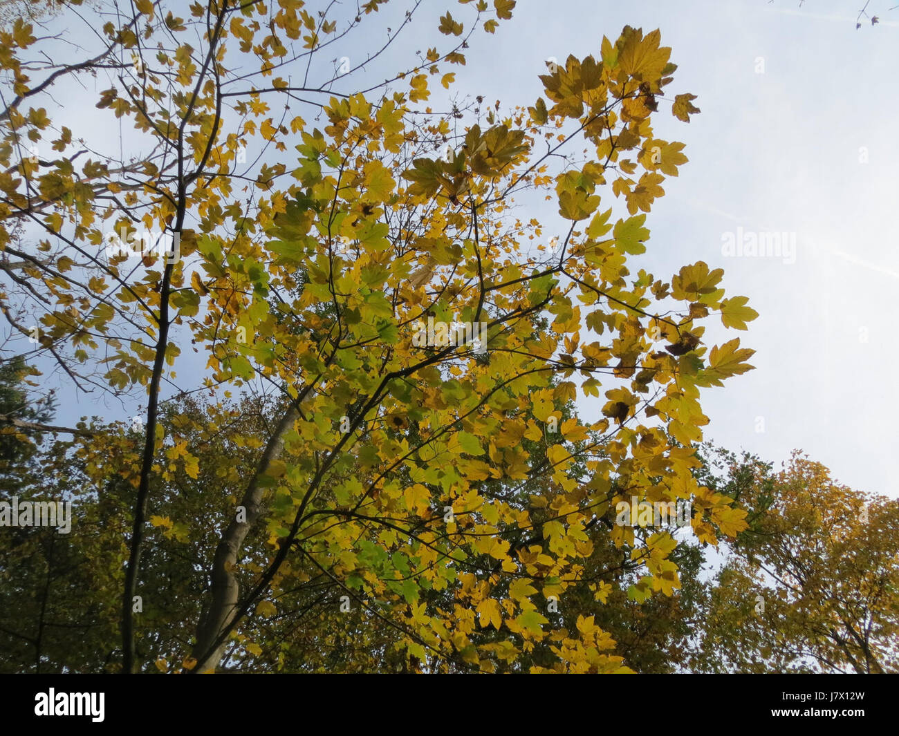 An image of *Acer pseudoplatanus*, commonly known as the sycamore maple ...