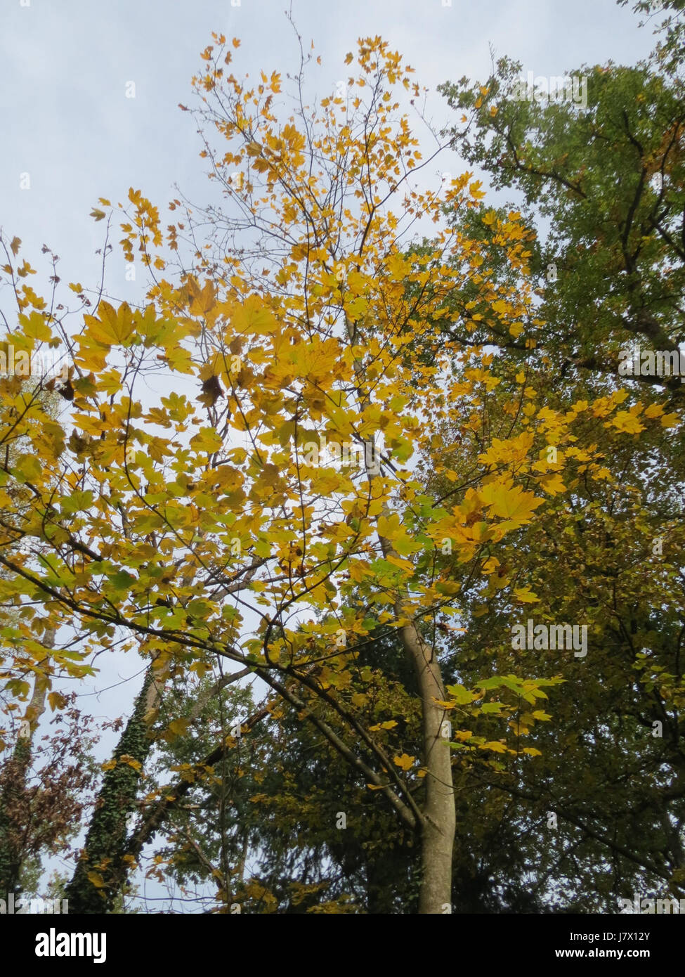Acer pseudoplatanus known sycamore hi-res stock photography and images ...