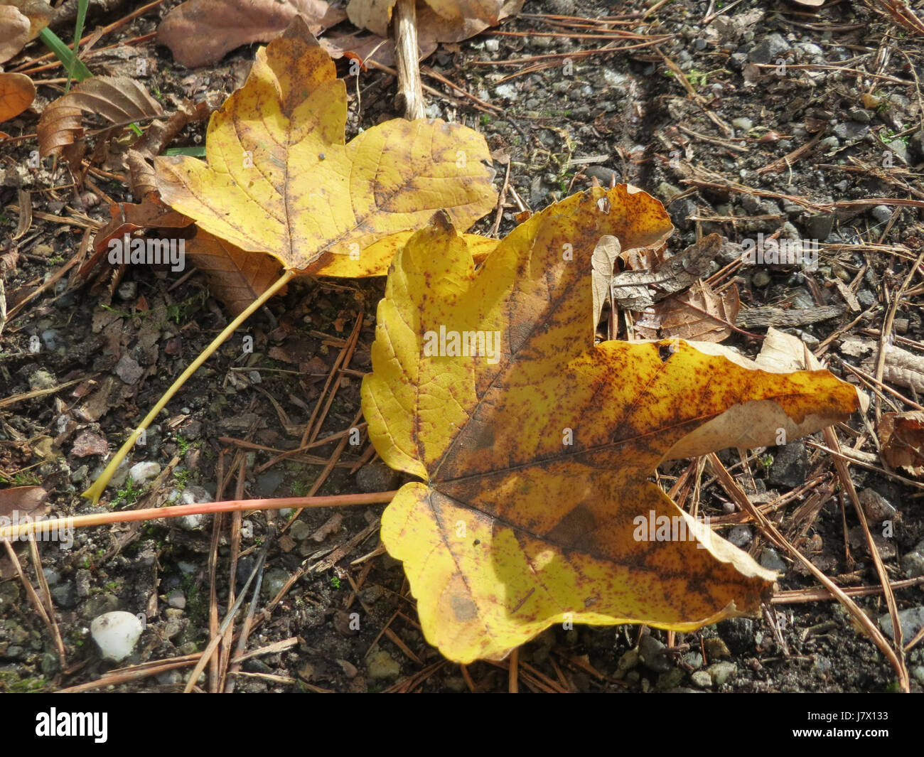 This image shows Acer pseudoplatanus, commonly known as the sycamore ...