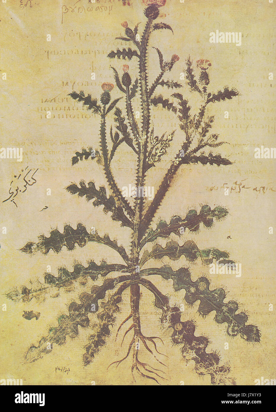 'Buglosson Wiener Dioskurides' refers to a botanical work, possibly ...