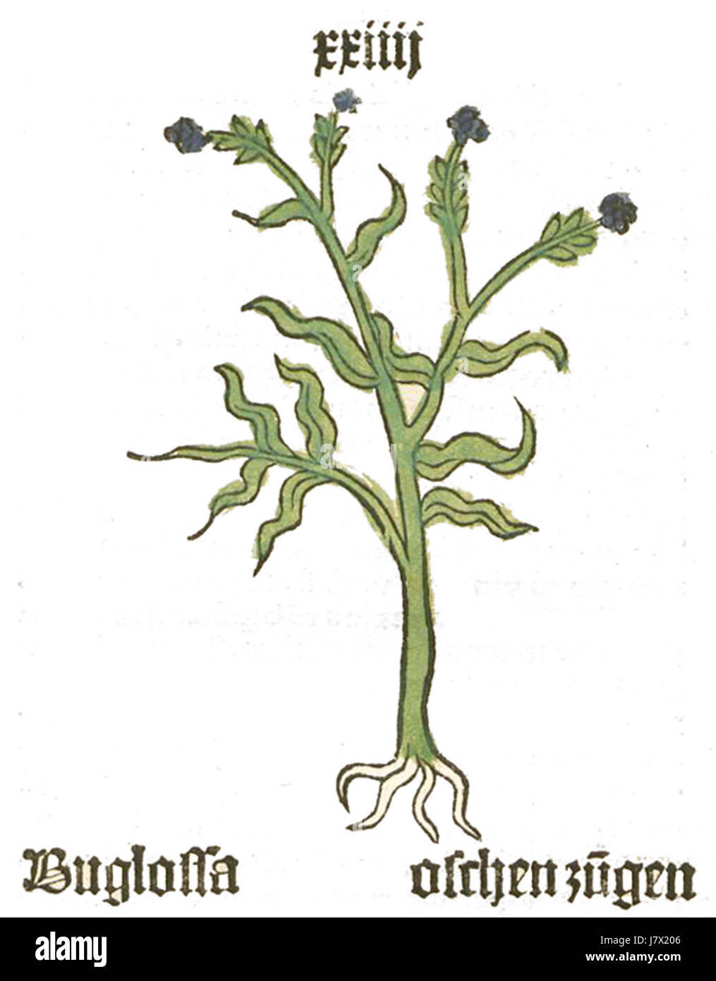 Historical plant catalog Cut Out Stock Images & Pictures - Alamy