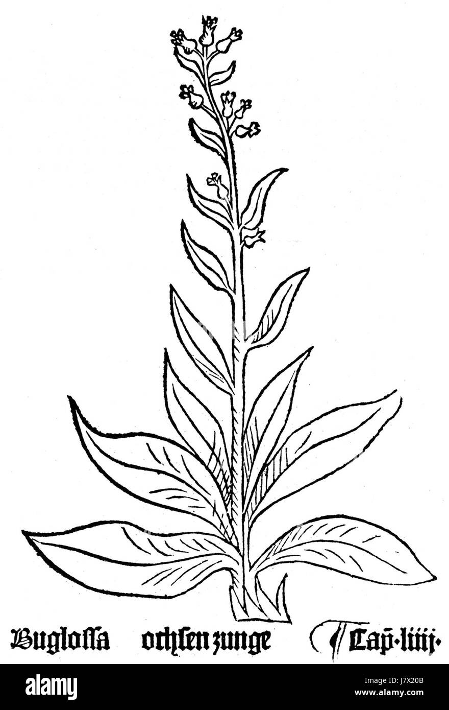 Garden scene features Black and White Stock Photos & Images - Alamy