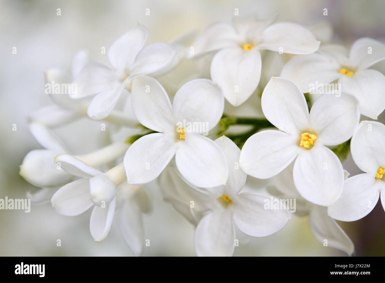 spring buds lilac pale bright pure white snow white macro close-up ...