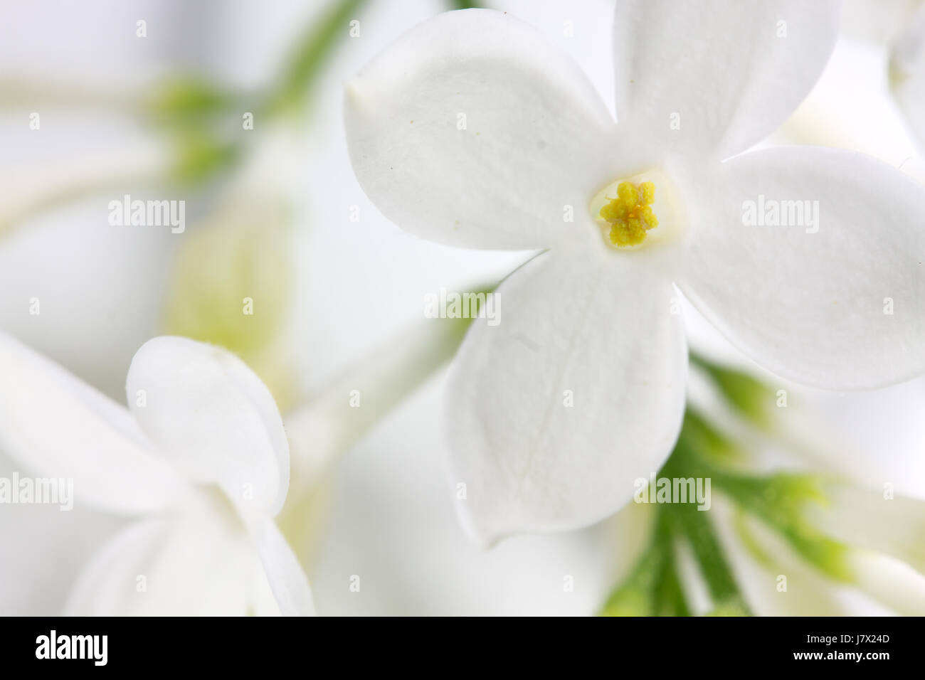 spring buds lilac pale bright pure white snow white macro close-up ...