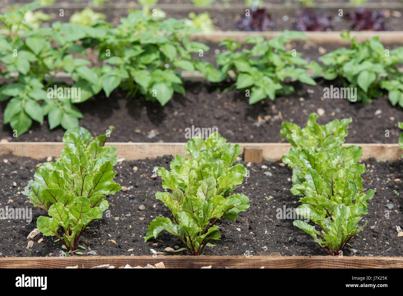 Rows of raised garden beds hi-res stock photography and images - Alamy