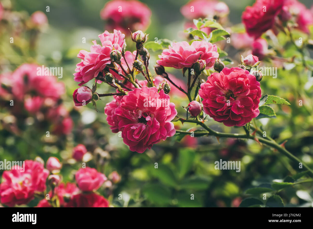 Red roses garden Stock Photo - Alamy