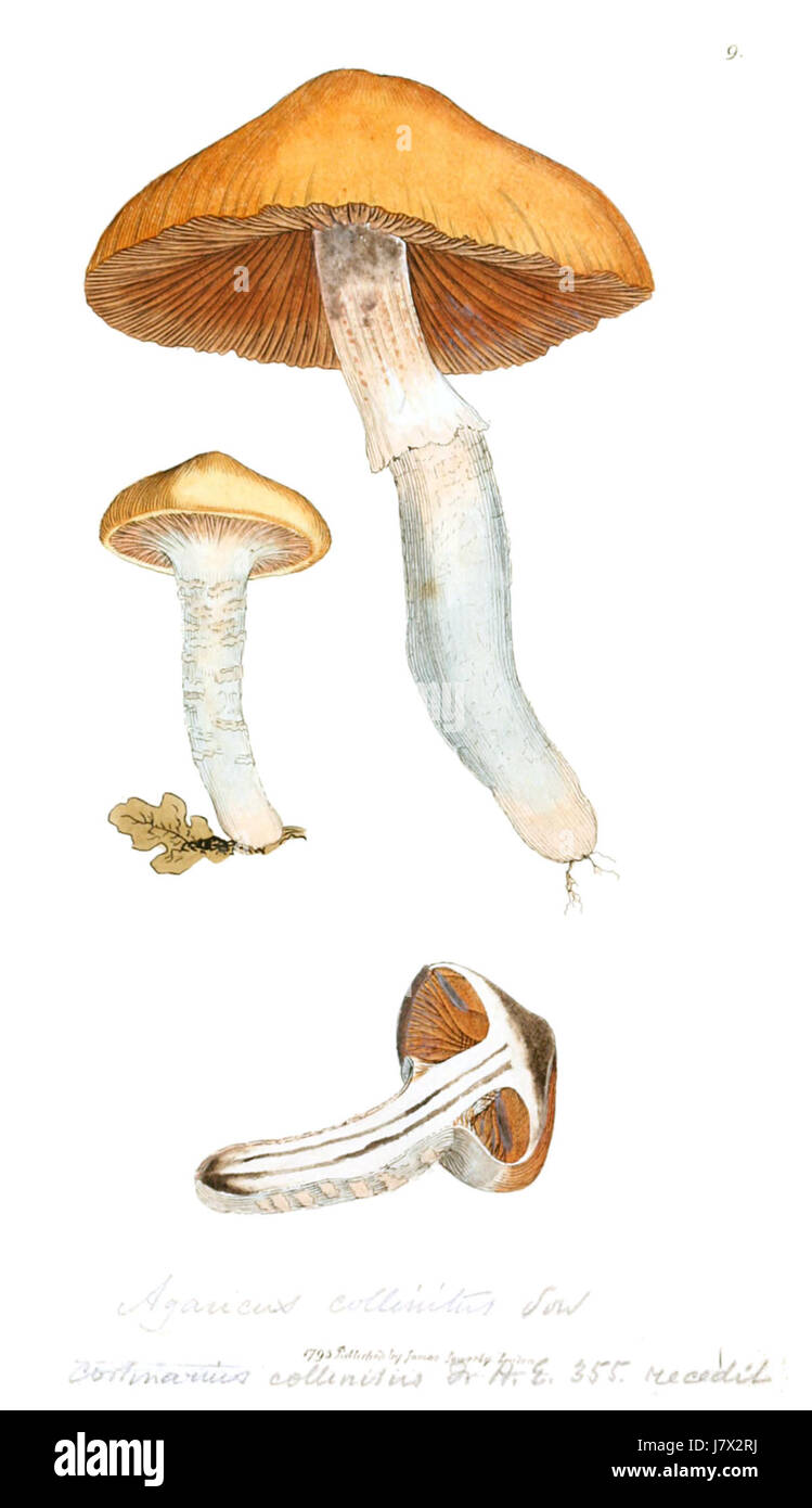 Study of fungal varieties in taxonomy hi-res stock photography and ...