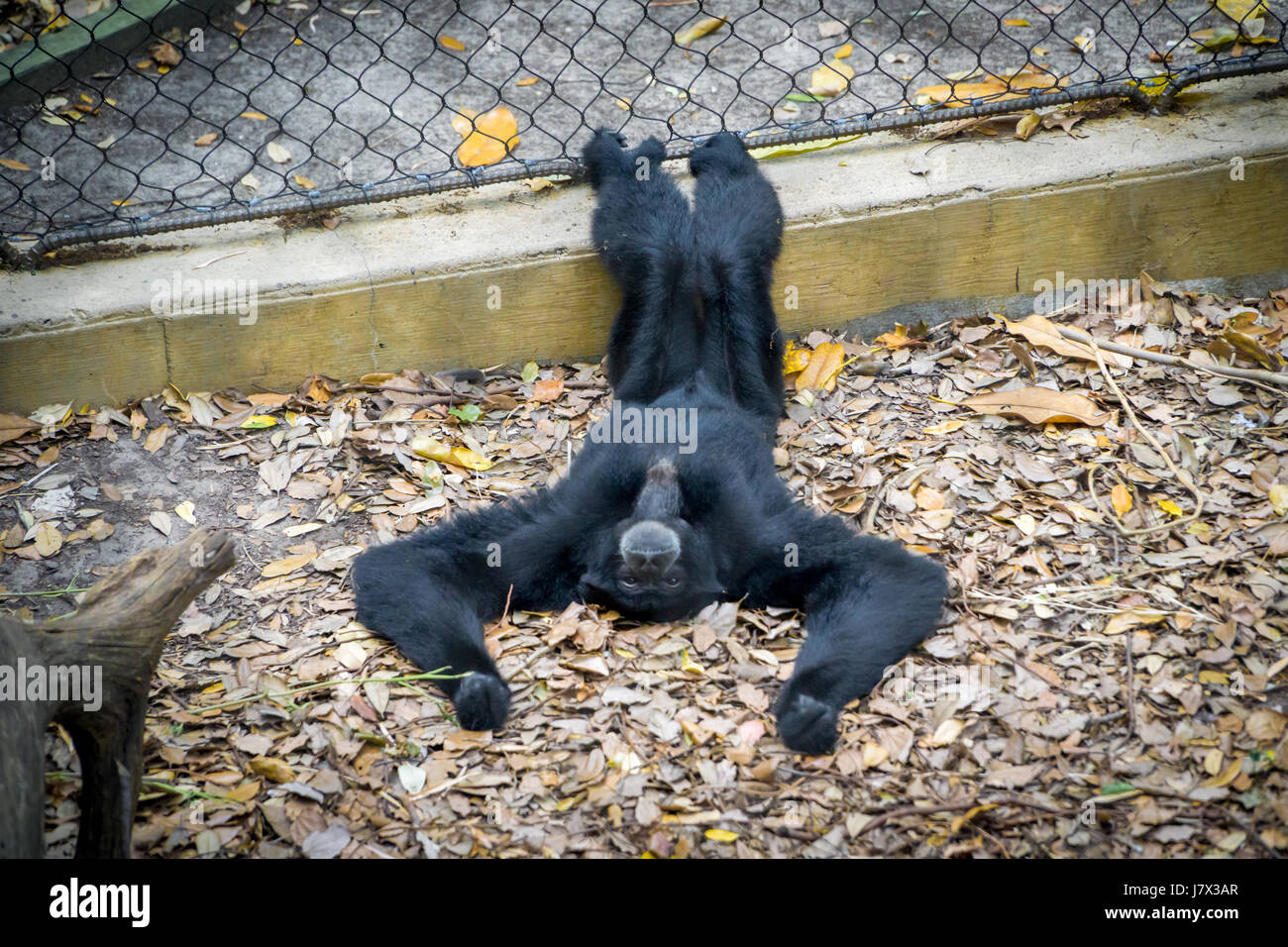 Chimpanzee Face High Resolution Stock Photography and Images - Alamy