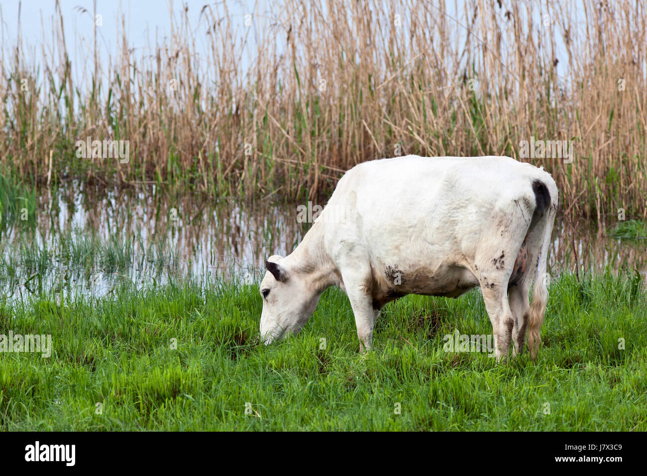 cow graze fresh water lake inland water water meadow scenery ...