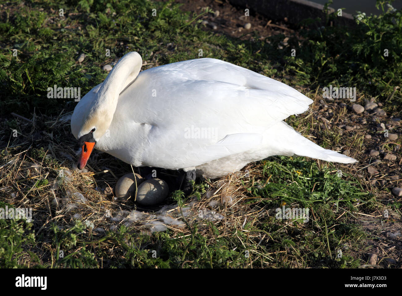 female swan brood nest protect protection eggs clutch spawn animal bird ...