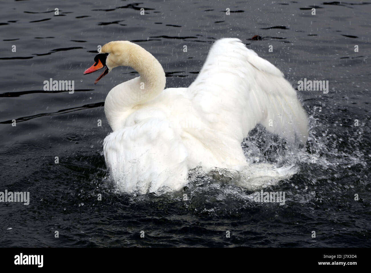 the wild swan Stock Photo - Alamy