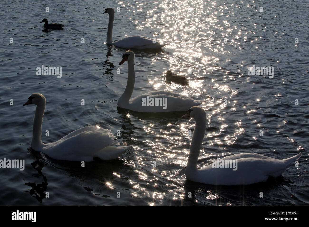 Swan gang hi-res stock photography and images - Alamy