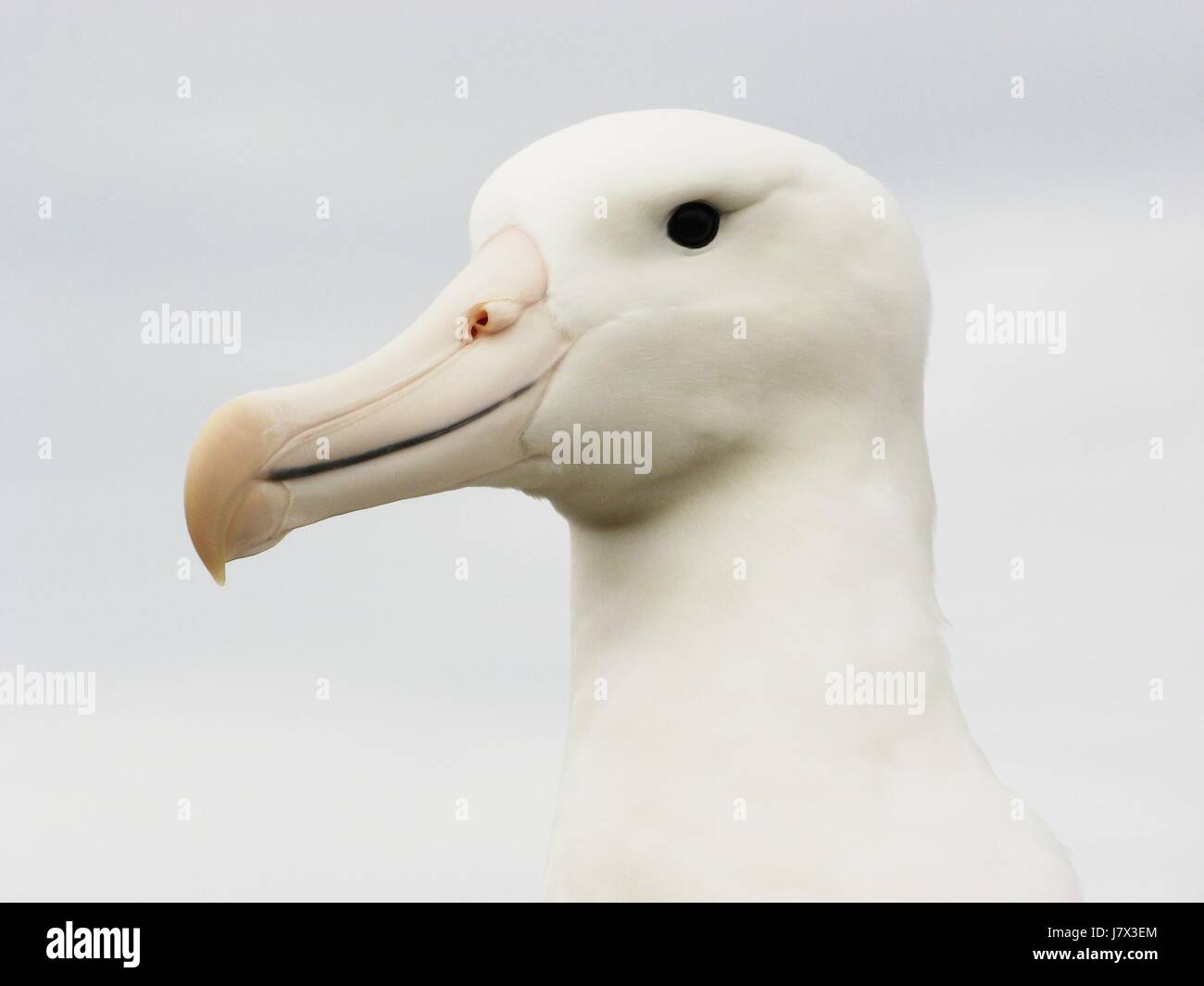 bird beak new zealand albatross bill head animal bird beak new zealand ...