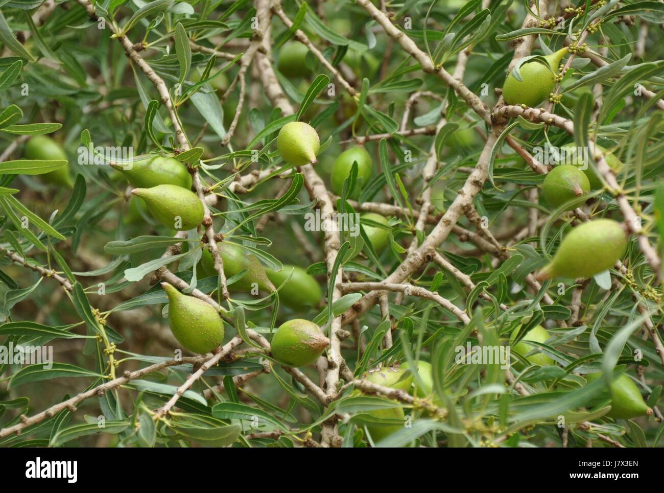 leaf tree morocco nut lawn green food aliment leaf closeup tree branch ...