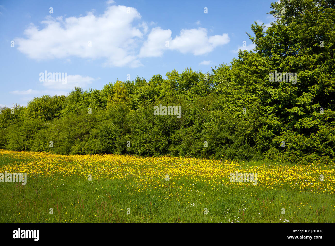 tree black forest meadow mountain scenery countryside nature grass lawn ...