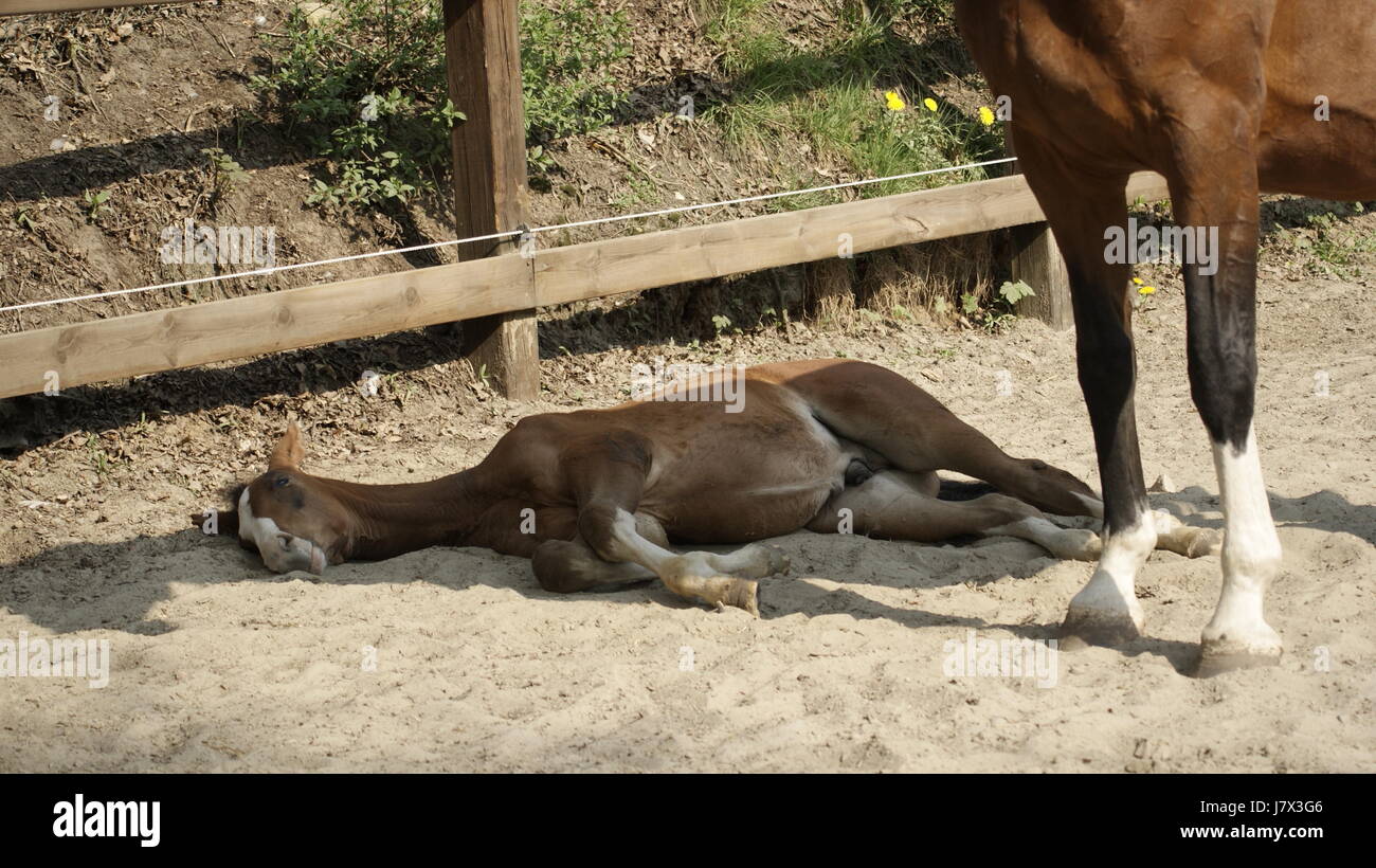 sleep sleeping horse mare foal facilitate ease resting relax recover ...