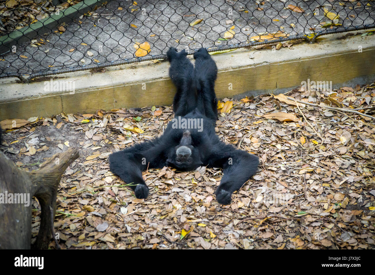 Chimpanzee Face Stock Photos & Chimpanzee Face Stock Images - Alamy