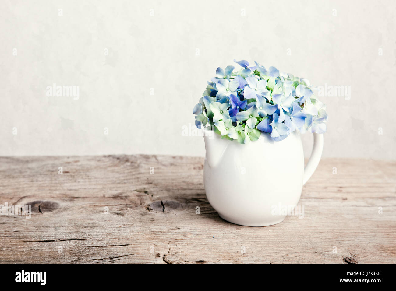 still life blue flower plant flowers hydrangea still life blue ...
