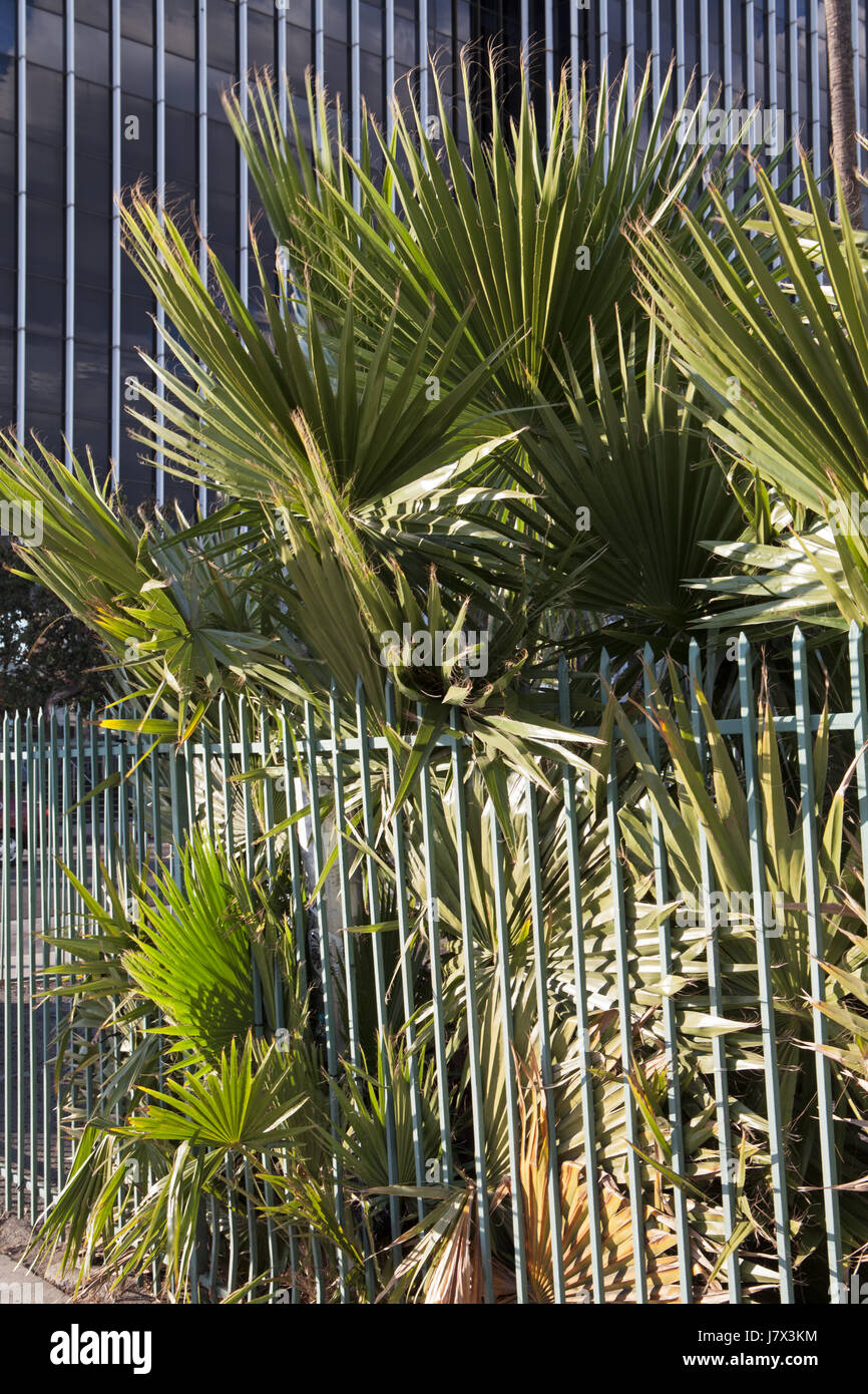 Palm trees behind fence on Sunset Boulevard in Hollywood, CA Stock ...