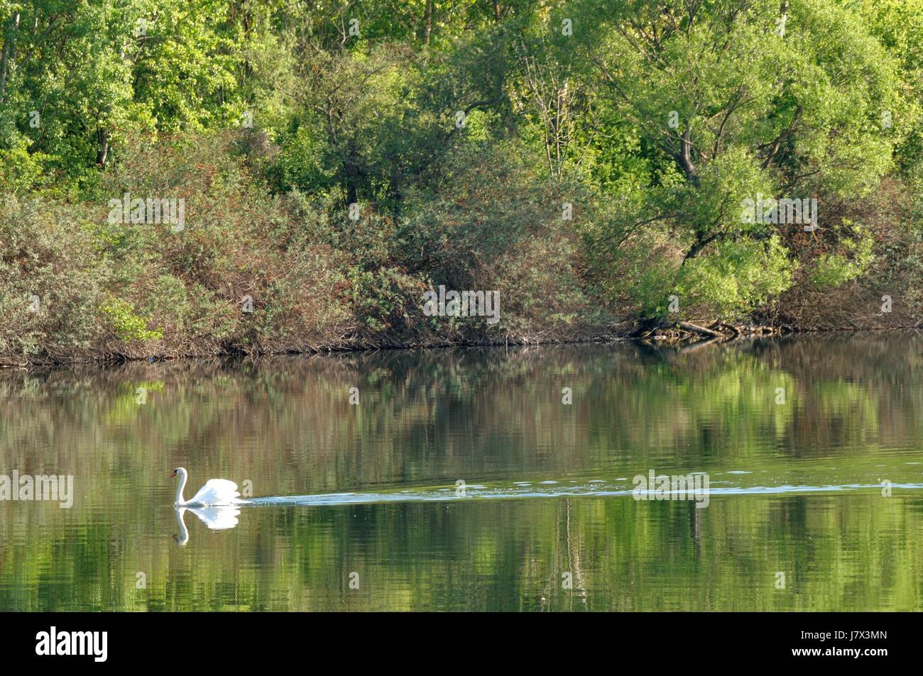 waters swan idyll unaffected forest water nature tree trees waters wild ...