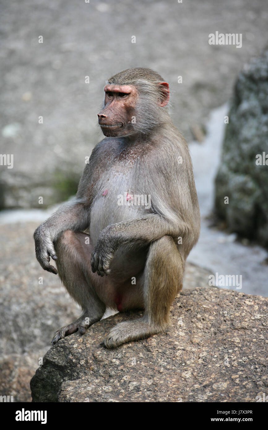 animal monkey leader captain chieftain chief boss manager superior ...