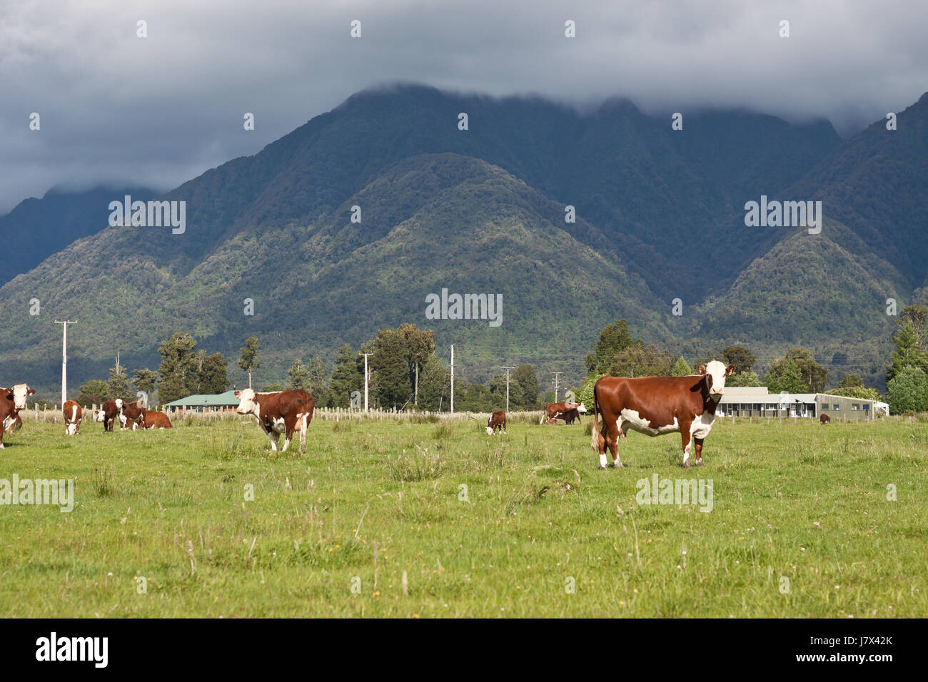 animals agriculture farming new zealand cow farm cows environment ...